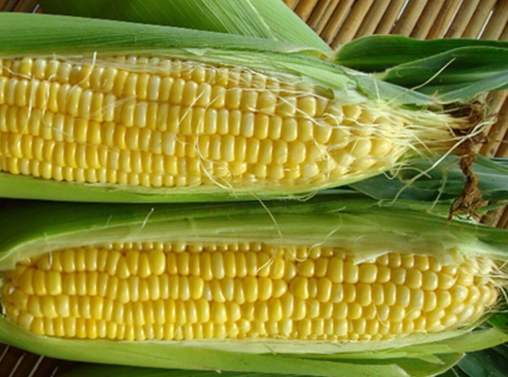 MAGSEEDS | Sweet Corn