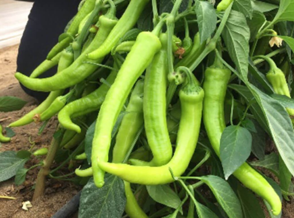 MAGSEEDS | Pepper Hybrids