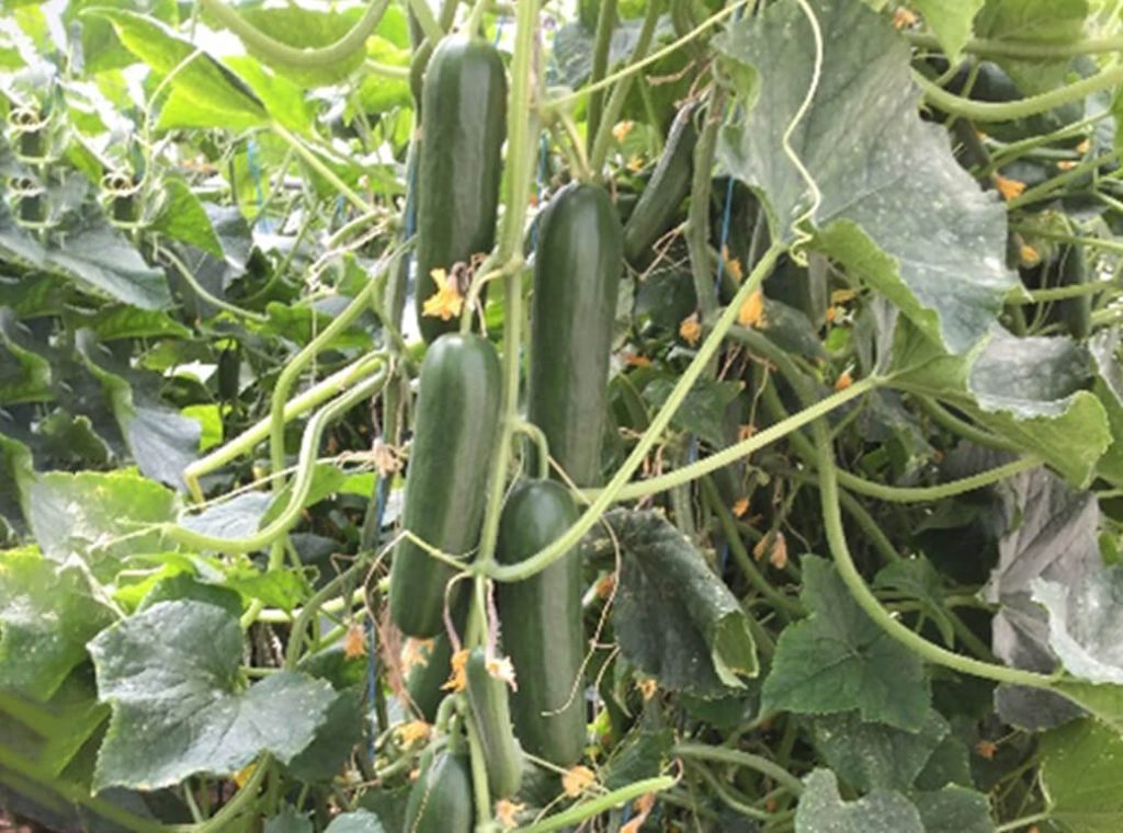 MAGSEEDS | Cucumber hybrids