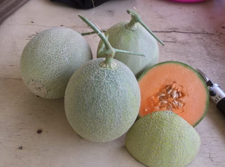 MAGSEEDS | Melon hybrids