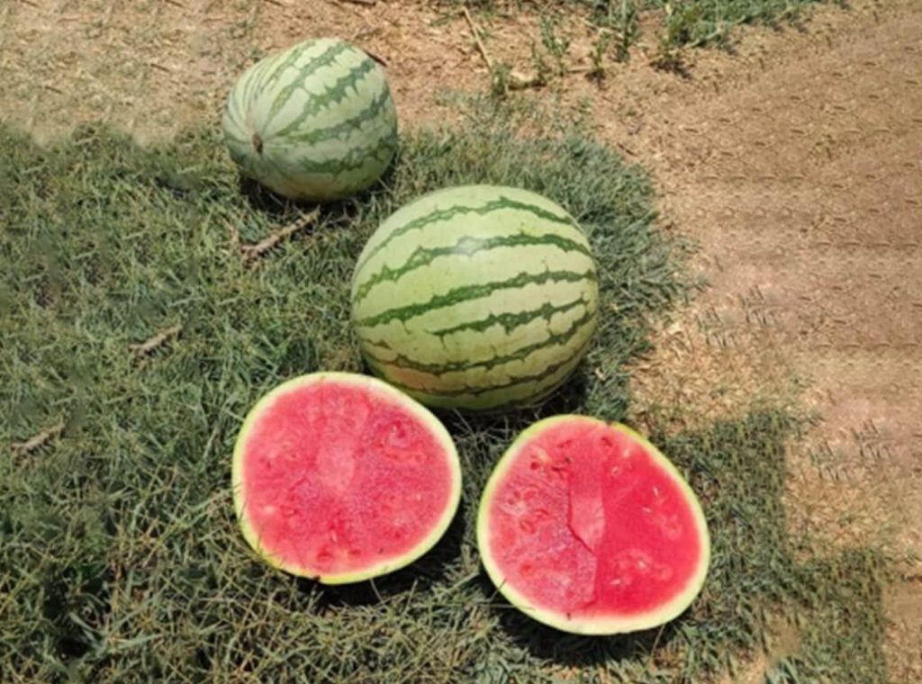 MAGSEEDS | Mini Watermelon