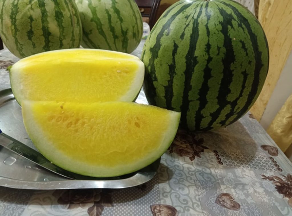 MAGSEEDS | Yellow watermelon