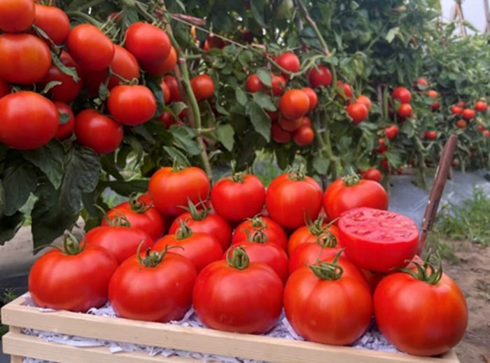 MAGSEEDS | Tomato hybrids