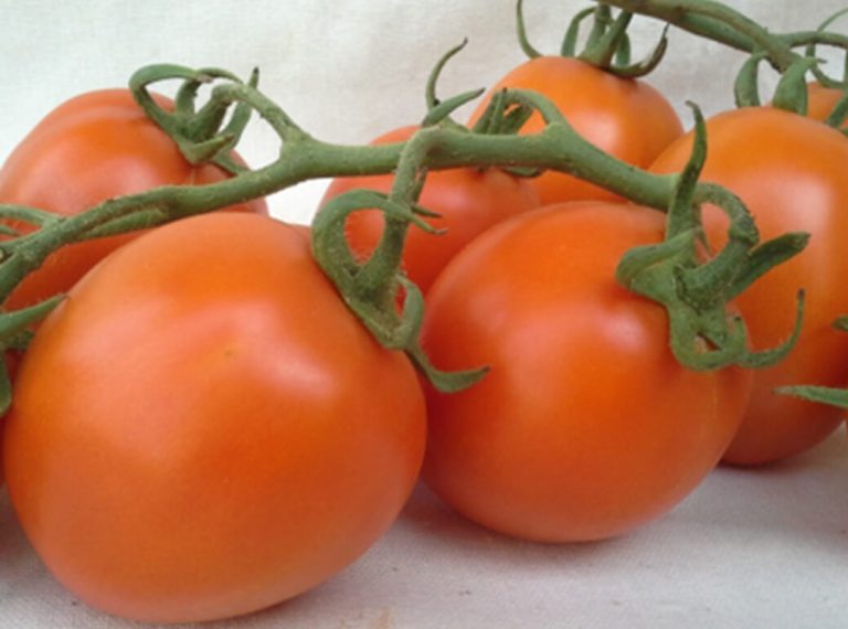 MAGSEEDS | Tomato hybrids