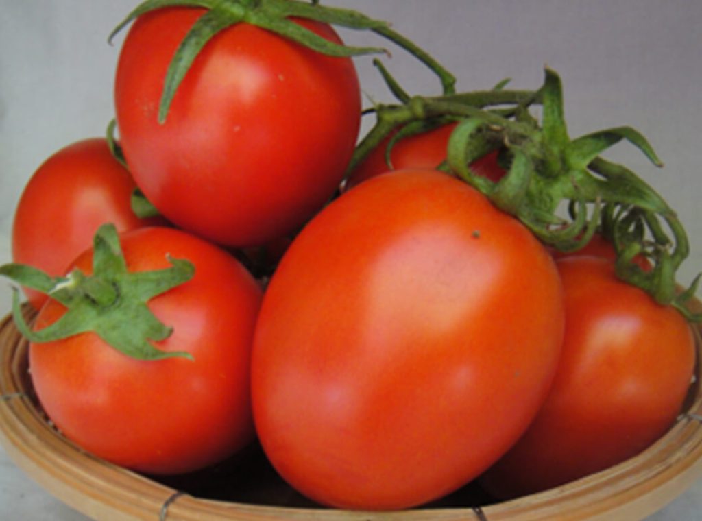 MAGSEEDS | Tomato hybrids