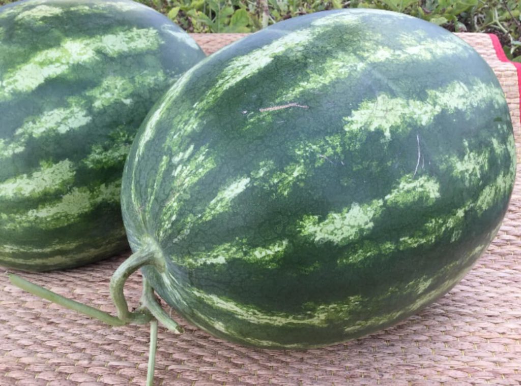 MAGSEEDS | Watermelon Hybrids