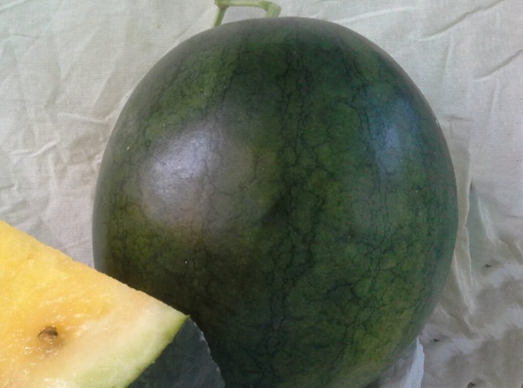 MAGSEEDS | Watermelon Hybrids
