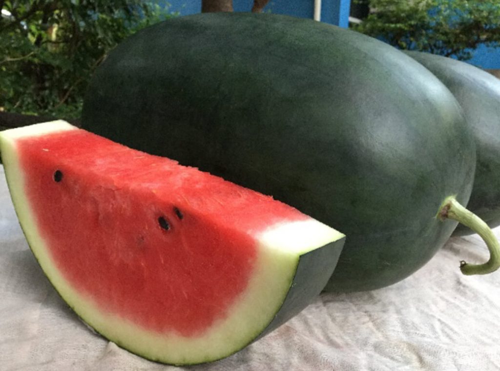 MAGSEEDS | Watermelon Hybrids