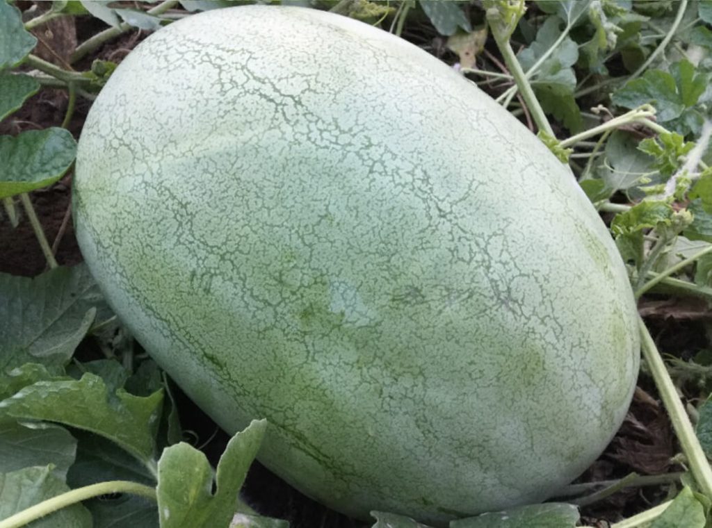 MAGSEEDS | Watermelon Hybrids
