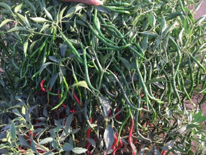 MAGSEEDS | Hot Pepper Hybrid HP 3312 F1