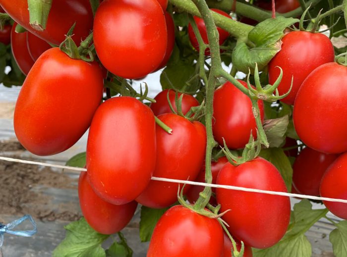 MAGSEEDS | Tomato hybrids TOM 8872 F1