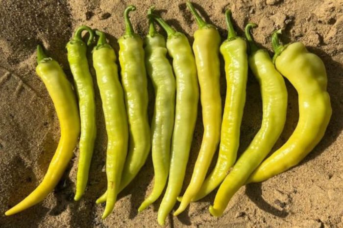MAGSEEDS | Hot Pepper SOS F1